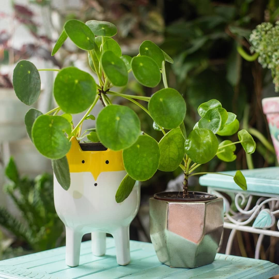 Chinese Money Plant (Pilea peperomioides) Care - How to Take Care ... Chinese Money Plant (Pilea peperomioides) Care - How to Take Care ...